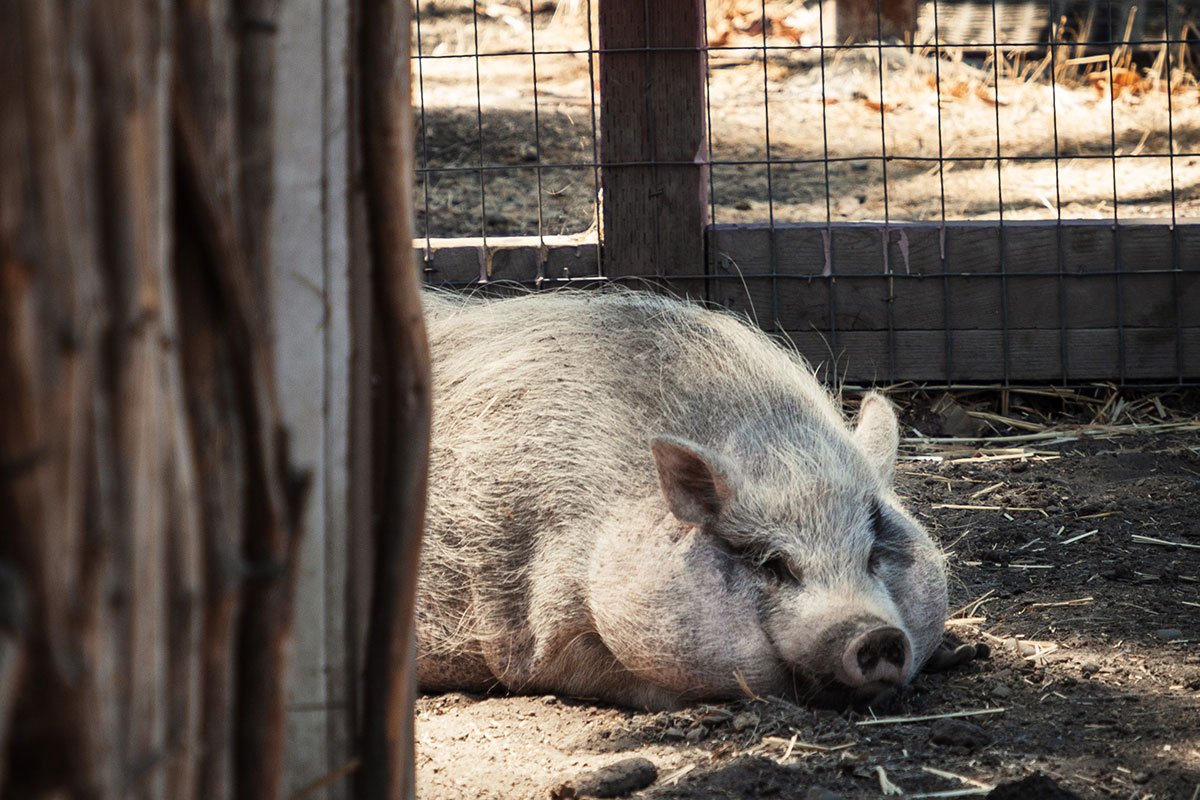 Debele svinje pretvaraju se u male rudnike zlata - Sferamedija